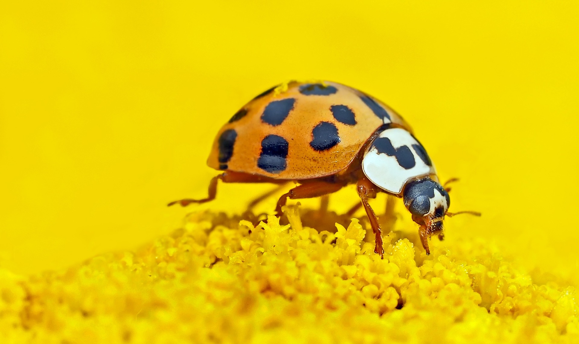 Les coccinelles et leur rôle dans la pollinisation | elevageinsectes.fr
