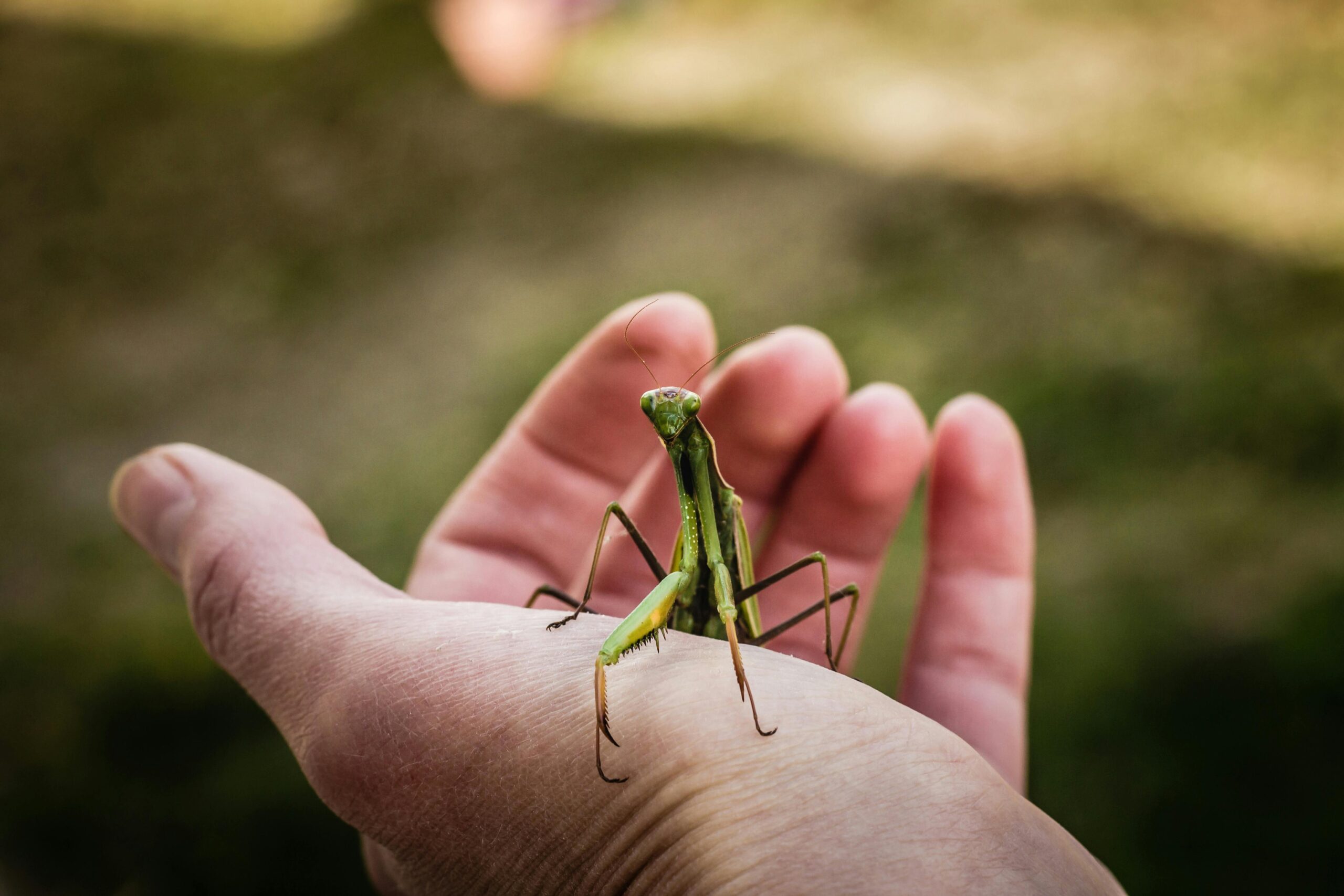 Mante religieuse : Un insecte fascinant pour ton terrarium ...