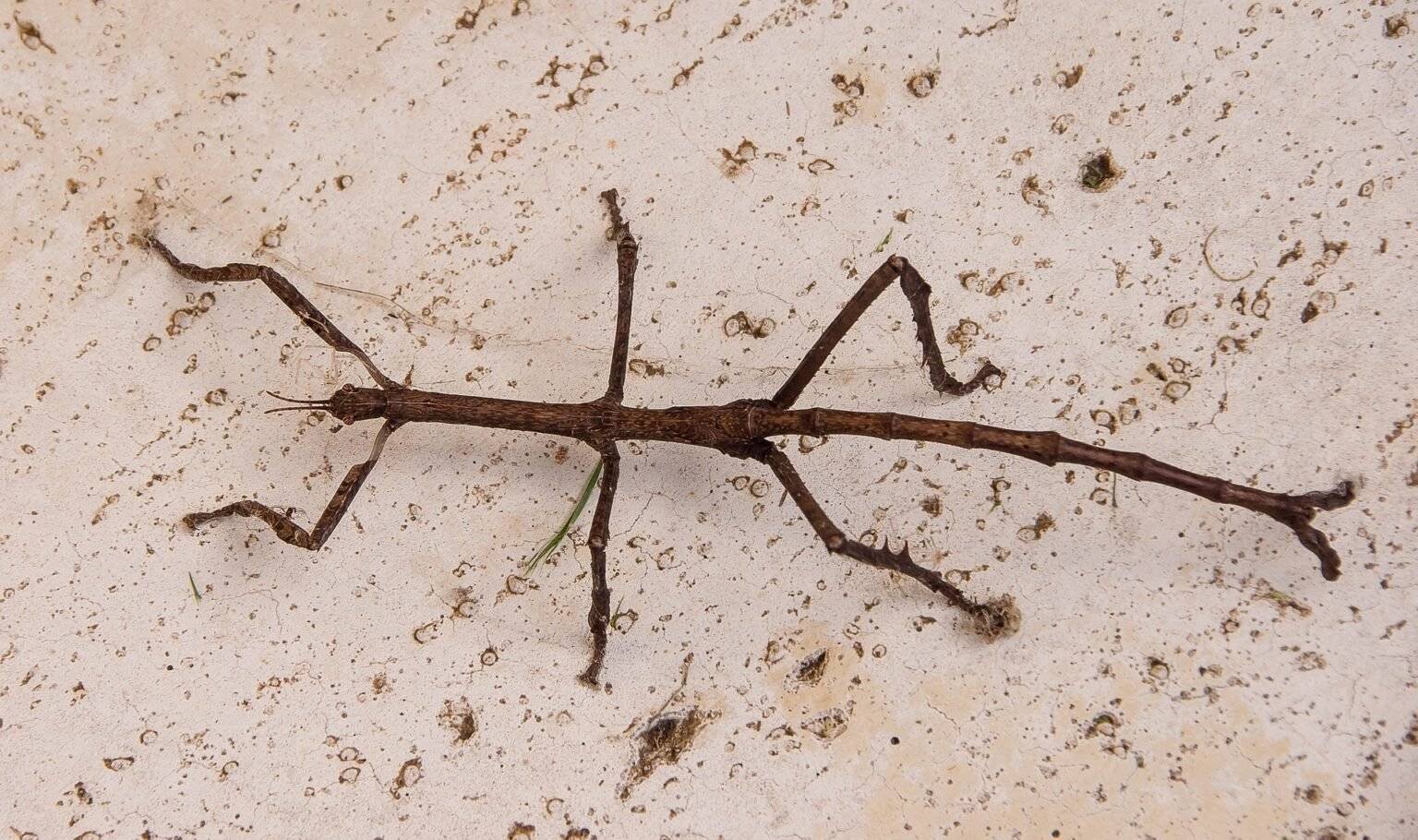 Cycle de vie du phasme : De l’œuf à l’insecte adulte | elevageinsectes.fr