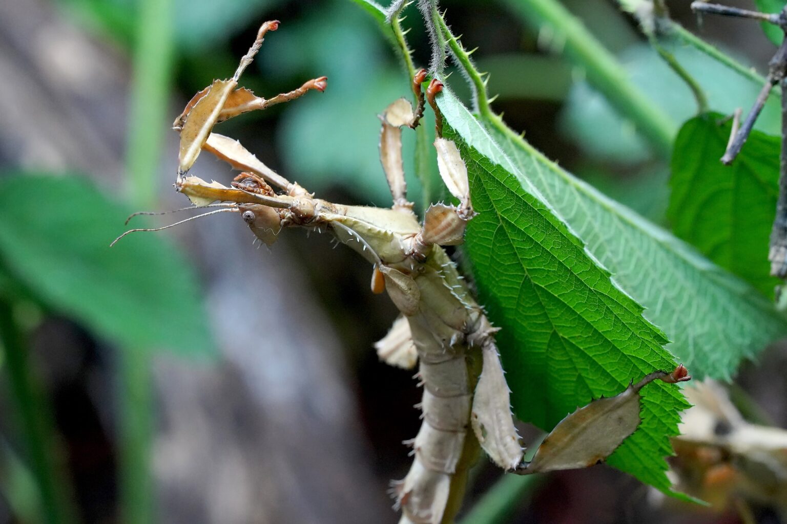 Cycle de vie du phasme : De l’œuf à l’insecte adulte | elevageinsectes.fr