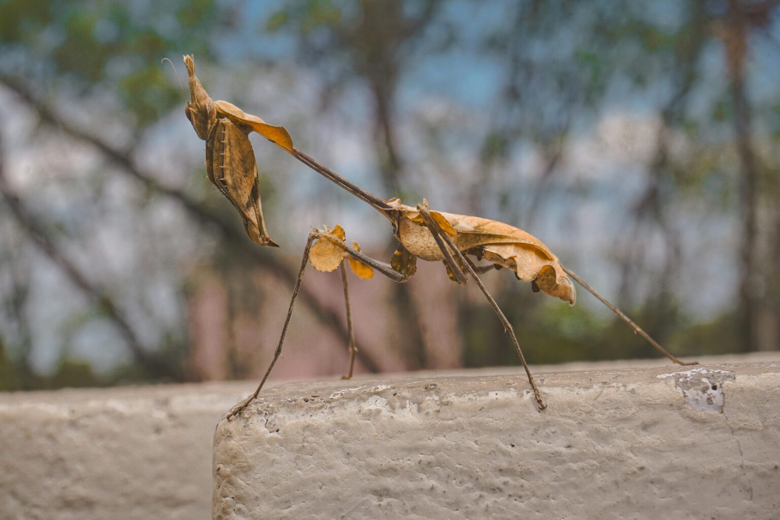 Cycle de vie du phasme : De l’œuf à l’insecte adulte | elevageinsectes.fr